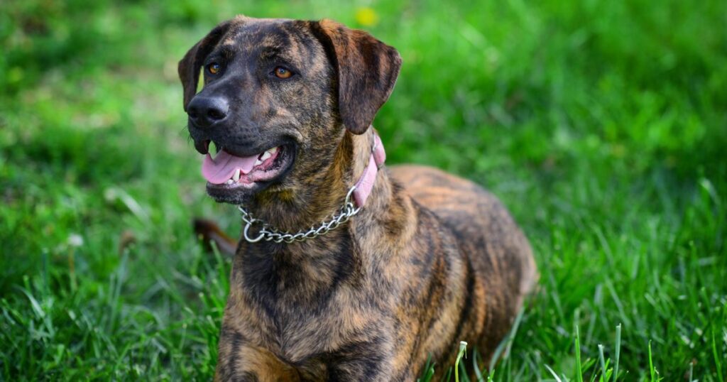 Comment vérifier le numéro d'identification d'un chien ? - Chabadog